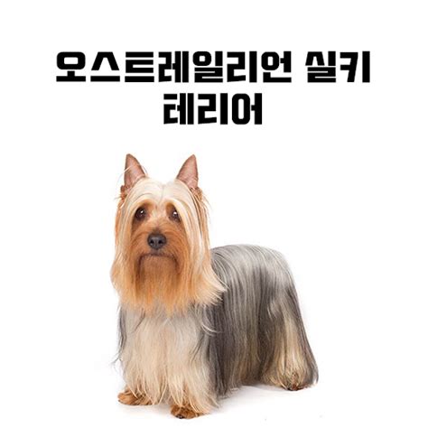 [견종] 오스트레일리언 실키 테리어