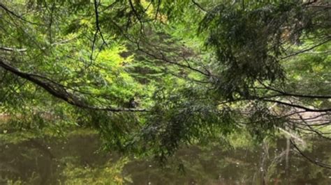 Be The Energy Poem By Danna Faulds Guided Mindful Meditation Youtube