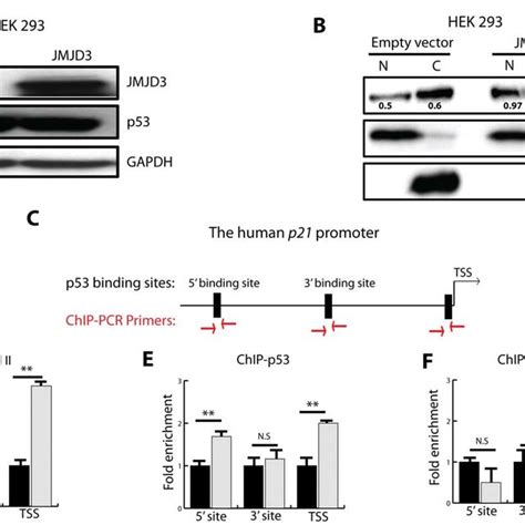 Illumina Infinium Human Methylation 450 Bead Chip Methylation Arrays On Download Scientific