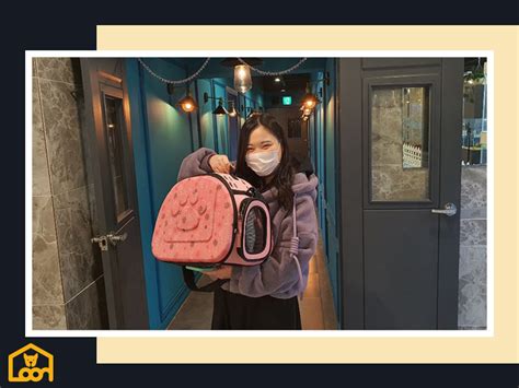 말티즈 사랑이 책임분양 파양 티컵강아지분양 닥스훈트분양 랙돌분양 귀여운고양이 털안빠지는고양이 페르시안친칠라성격 부산강아지보호소 빅토리아펫보호소 입양완료