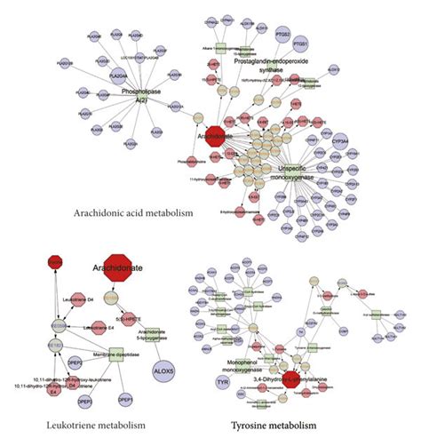 Compound Reaction Enzyme Gene Networks Of The Key Metabolites And