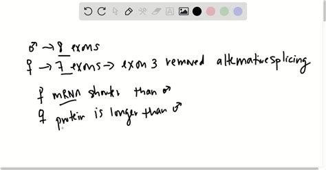 Solvedthe Rna From The Drosophila Sex Lethal Sxl Gene Is Alternately
