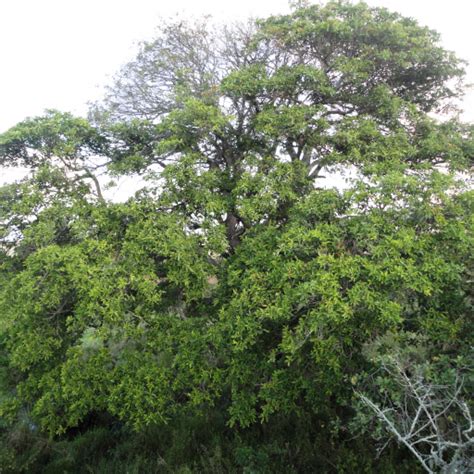 Bush Fig Ficus Sur Plant Care And How To Grow Water