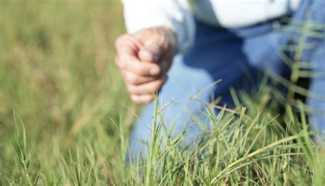 Early Is Right On Time For Spring Weed Control So Apply Now Hay And Forage Magazine