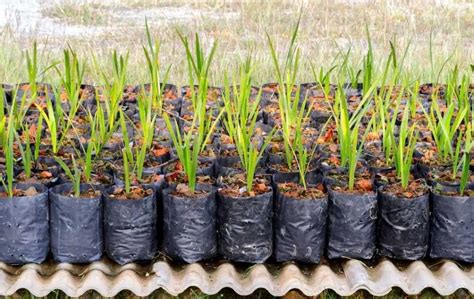 How To Grow Dates From Seeds Slick Garden