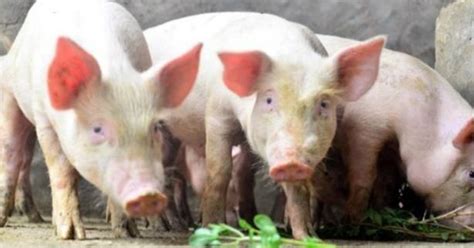 中 돼지고기 값 폭등에 민심이반 우려증산 총력전