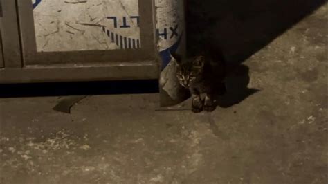 疫情严峻一群流浪猫被困在里面，没吃物来源，希望它们能度过这关 Youtube
