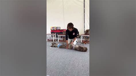 озвучкавидео озвучка юмор прикол озвучкаживотных лето пахандома худеемклету