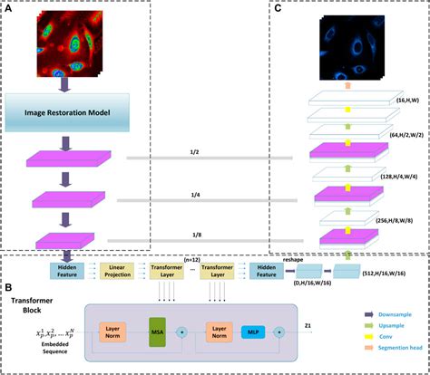 Frontiers Pixel Level Multimodal Fusion Deep Networks For Predicting Subcellular Organelle