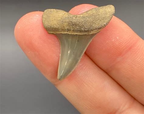 Fossil Isurus Retroflexus Shark Tooth By Toothlessfossils Gwh14 Etsy