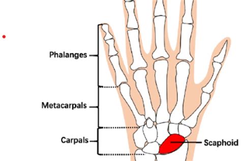 Scaphoid Bone Anatomy Function Muscle Attachment