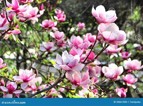 Spring Trees In Bloom Stock Photo Image Of Agriculture
