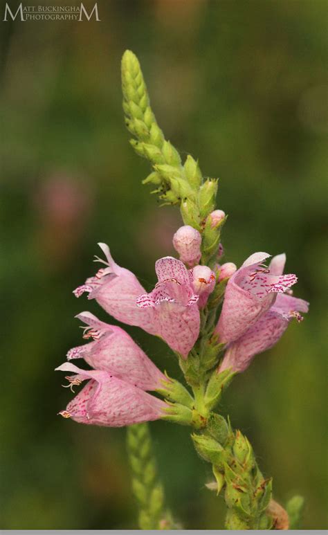 Apalone Spinifera A Naturalists Journey