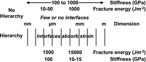 The Effect Of Interfaces In A Material Between Level Of Hierarchy On Download Scientific