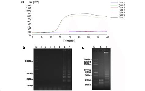 Specificity Test Of The Real Time Fluorescence Loop Mediated Isothermal Download Scientific