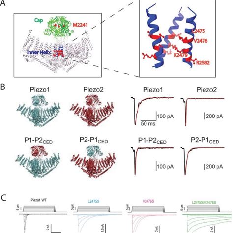 Interacting Proteins May Explain The Slow Inactivating Piezo1 Currents Download Scientific
