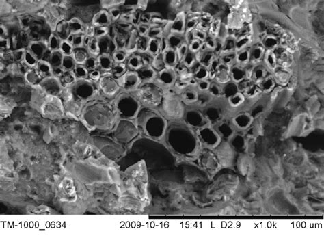 Flax Fibers Bundle Cross Section Download Scientific Diagram