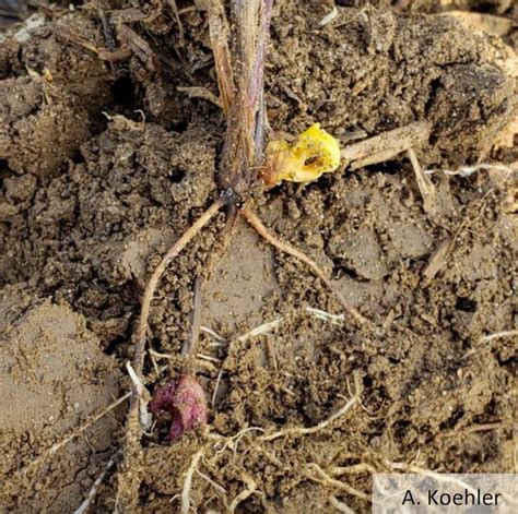 Pythium Root Rot