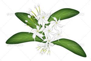 Sampaguita Drawing Free Download On ClipArtMag