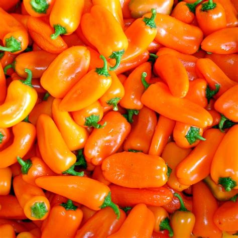 Hamik Snackpaprika Altes And Historisches Saatgut