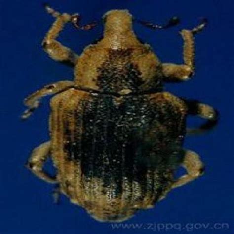 Pest Detection On Crops Object Detection Dataset And Pre Trained Model By Pranali