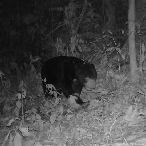 វត្តមាន ខ្លាឃ្មុំតូច ត្រូវបានប្រទះឃើញ នៅដែនជម្រកសត្វព្រៃភ្នំព្រិច Khmerload Cambodia Latest News