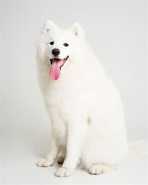 사모예드 두부 ⠀ 우리의 행복한 순간을 기록 📸 사랑해 박둡 ⠀ ⠀ 사모예드 사모예드그램 프로필사진 강아지프로필사진