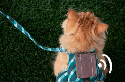 Технодурка Gps трекер для котика — Журнал «Код программирование без снобизма