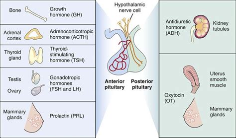 Pituitary Hormones Anterior And Posterior