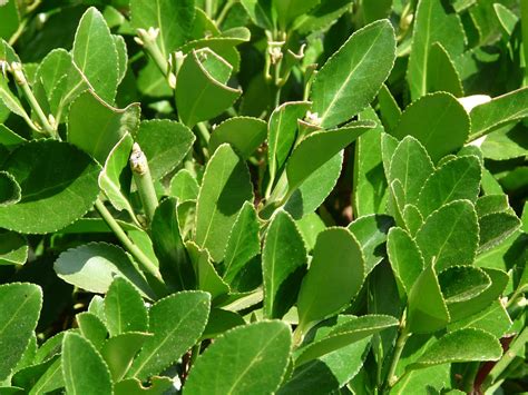 Download Free Photo Of True Laurelplantlaurus Nobilisnoble Laurel