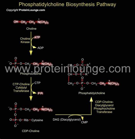 Biological Databases And Tools Phosphatidylcholine Biosynthesis Pathway Protein Lounge