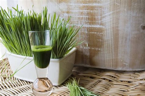 Wheatgrass Natural Drink Healthy Grass Green Photo Background And Picture For Free Download