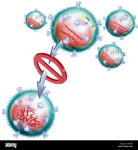 Hiv Reverse Transcriptase Cut Out Stock Images And Pictures Alamy