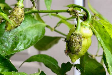 Aphids On Pepper Plants How To Treat And Prevent Pepper Geek