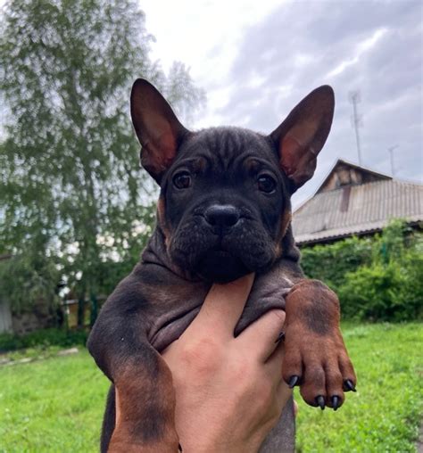 Чунцин бульдог Мальчик Др 21 03 2023 рд Fci Имеет первую вакцину чип ВКонтакте