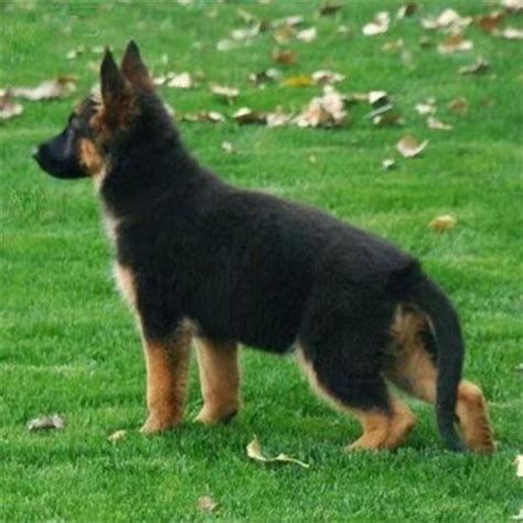 纯种德国牧羊犬警犬赛级德牧幼犬大型犬弓背黑背狼狗犬活体宠物狗 阿里巴巴