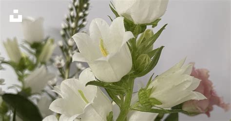 흰색과 분홍색 꽃의 꽃다발 사진 Unsplash의 무료 도라지 이미지