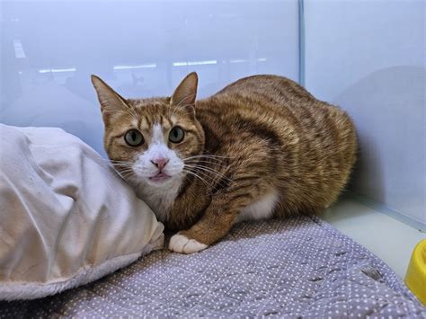 코리안숏헤어 태평이 하이랜드폴드책임분양 애완견책임분양 반려견책임분양 소형견키우는방법 중형견키우는방법 대형견키우는방법 미니비숑프리제키우는방법 토이푸들키우는방법 골든리트리버