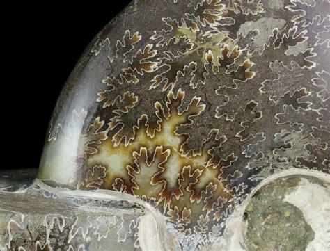 9 6 Polished Ammonite Fossil Suture Pattern Exposed 51868 For Sale