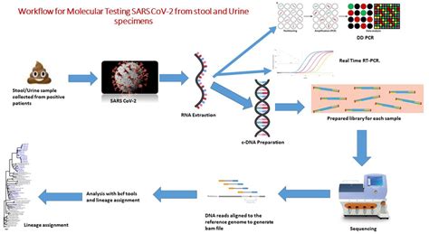Workflow For Molecular Testing Sars Cov 2 From Stool And Urine