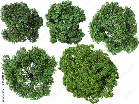 Tree Birds Eye View Outdoor Plant Hq Arch Viz Cutout Trees No Shadow