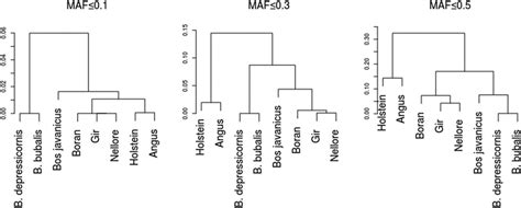 genetic clusters obtained by ward s hierarchical method from the