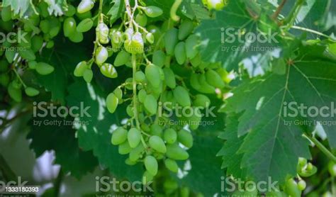 포도원 나무의 잎의 그림자에 가지에 매달려 잘 익지 않은 녹색 포도의 무리 자연 조건에서 포도의 성장 수확 와이너리 포도 재배 전통 0명에 대한 스톡 사진 및 기타 이미지