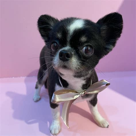 메인독 장모 치와와 은혜~ 단모치와와 되는길~ 피부가 여린 은혜는 네이처펫글리쉬 샴푸로 씻고