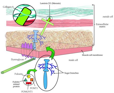 Muscular Dystrophy Causes Types Symptoms Prognosis Treatment