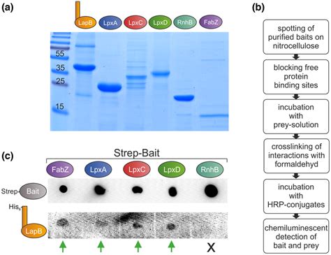 Far‐western Dot Blots Validate Lapb Interactions A 10 μg Of The