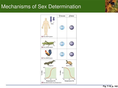 Ppt Chp7 Development And Sex Determination 71 The Human Reproductive System Powerpoint