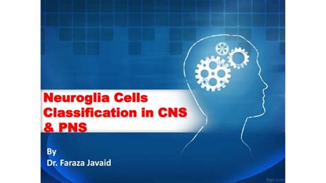 Neuroglia Cells Classification In Cns And Pns Pptx
