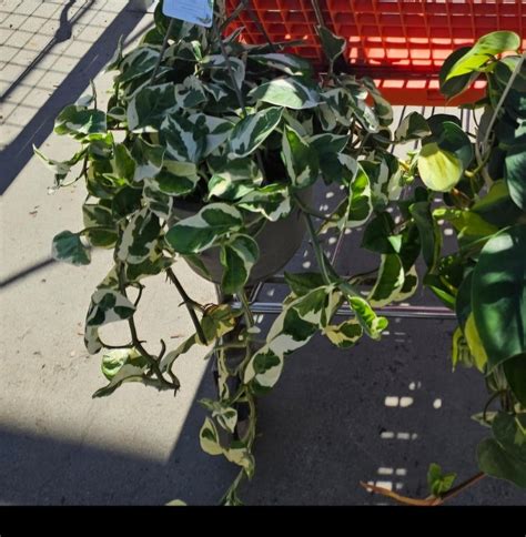 Can You Help Me Identify The Type Rpothos