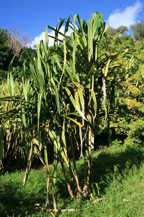 Pandanus Polycephalus Images Useful Tropical Plants